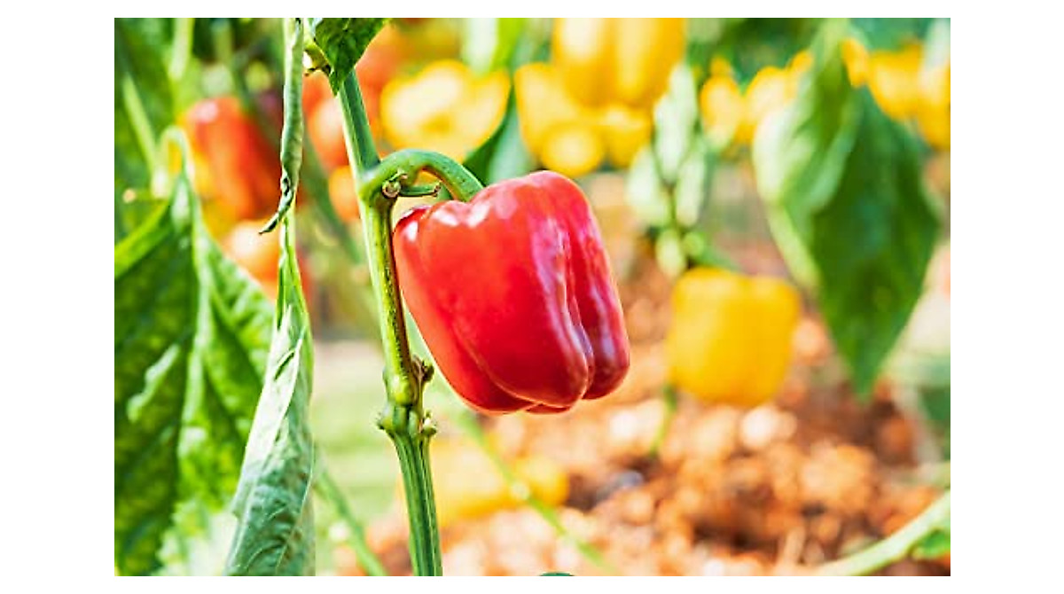 Rainbow Blend Sweet Bell Pepper Seeds - Non-GMO Heirloom Planting