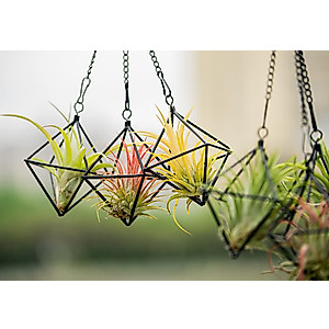 libproqia Small Air Plants Holders Black Hanging Airplants Hangers Iron Wire Airferns Display Frame Geometric Tillandsia Air Planter with Chains for Wall Mounted Himmeli Decor 6pcs(No Plants)