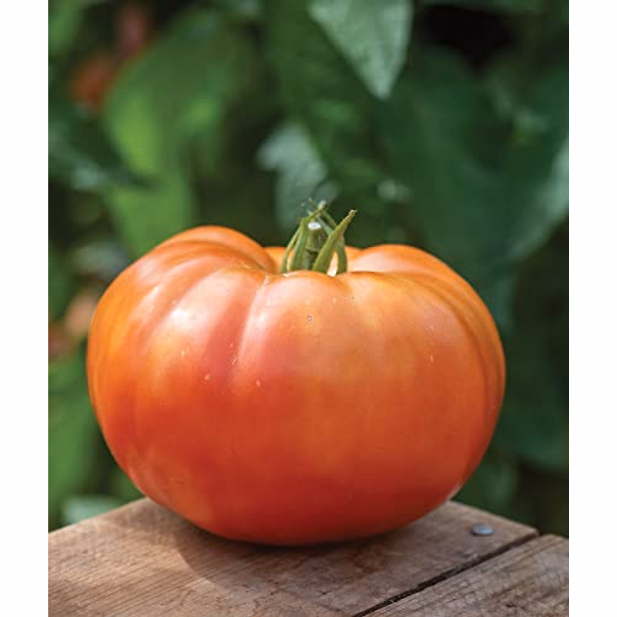 Burpee Steakhouse Hybrid 25 Non-GMO Large Beefsteak Garden Produces Giant 3 LB Fresh Tomatoes | Vegetable Seeds for Planting