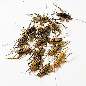 NutriCricket 250 Live Banded Crickets (Medium (1/2" - 5/8"))