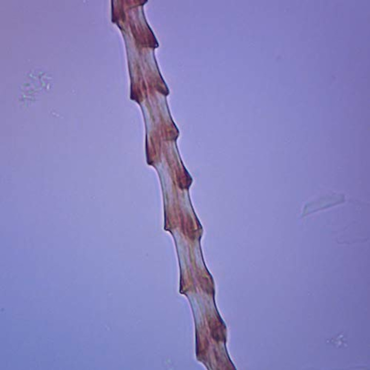 Hair Comparison Microscope Slide Set