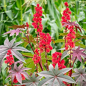 QAUZUY GARDEN 5 Premium Seeds Castor Bean Castor Oil Plant, Ricinus Communis Seeds for Planting | Non-GMO Heirloom Seeds | Fast-Growing Ornamental Perennials