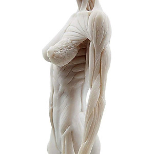 Global-Dental 1 Pcs 11 Inch Female Human Anatomical Model Art Anatomical Figure White Color