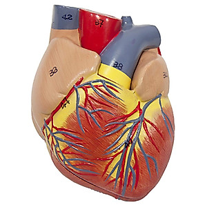 Axis Scientific Human Lung and Respiratory System Model | 3/4 Life Size Model has 7 Removable Parts | Includes 2 Part Heart and Detachable Larynx | Includes Product Manual