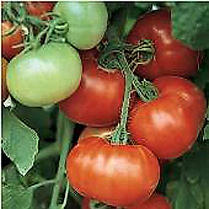 Super Fantastic Tomato Seeds (20+ Seeds) | Non GMO | Vegetable Fruit Herb Flower Seeds for Planting | Home Garden Greenhouse Pack