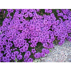 Moss Verbena - 50 + GROUNDCOVER Seeds - Creeping Perennial Purple Flower - USA