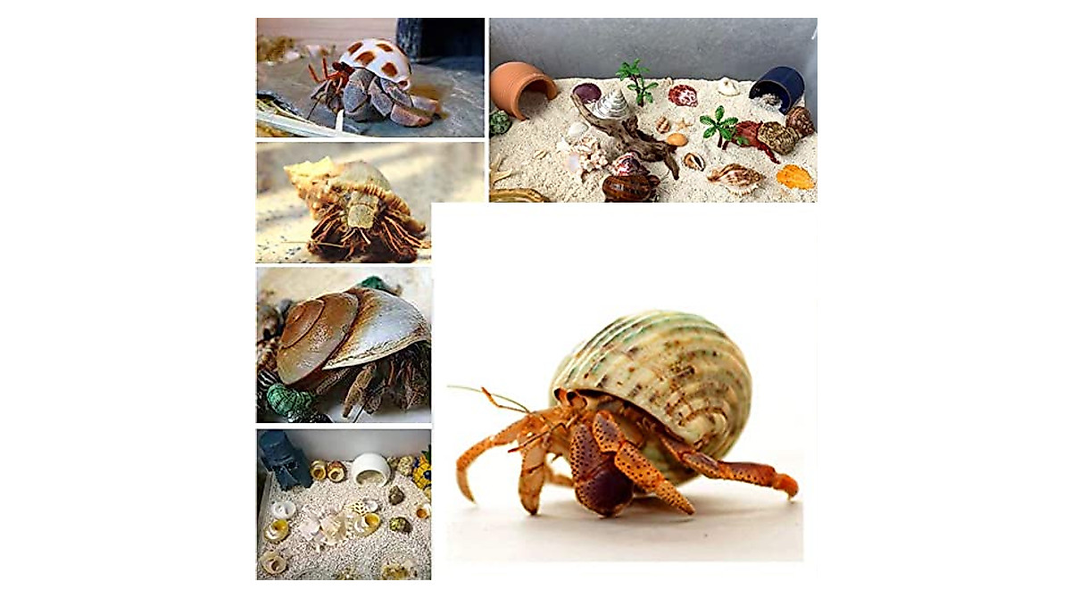 15PCS Hermit Crab Shells (5 Types) Natural Hermit Crab Shells, for ...