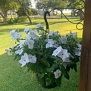 MTB Metal Hanging Plant Brackets 12 inches x 9 inches, Pack of 2, Wall Mount Plant Hangers, Planter Hooks for Flower Baskets, Bird Feeders in Corridor/Patio/Porch/Garden