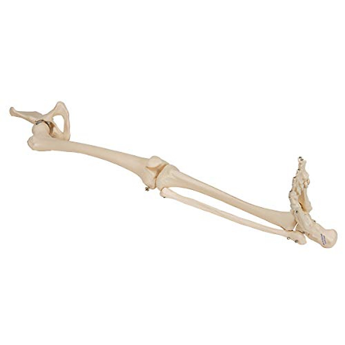 3B Scientific A36 Leg Skeleton w/Hip Bone - 3B Smart Anatomy