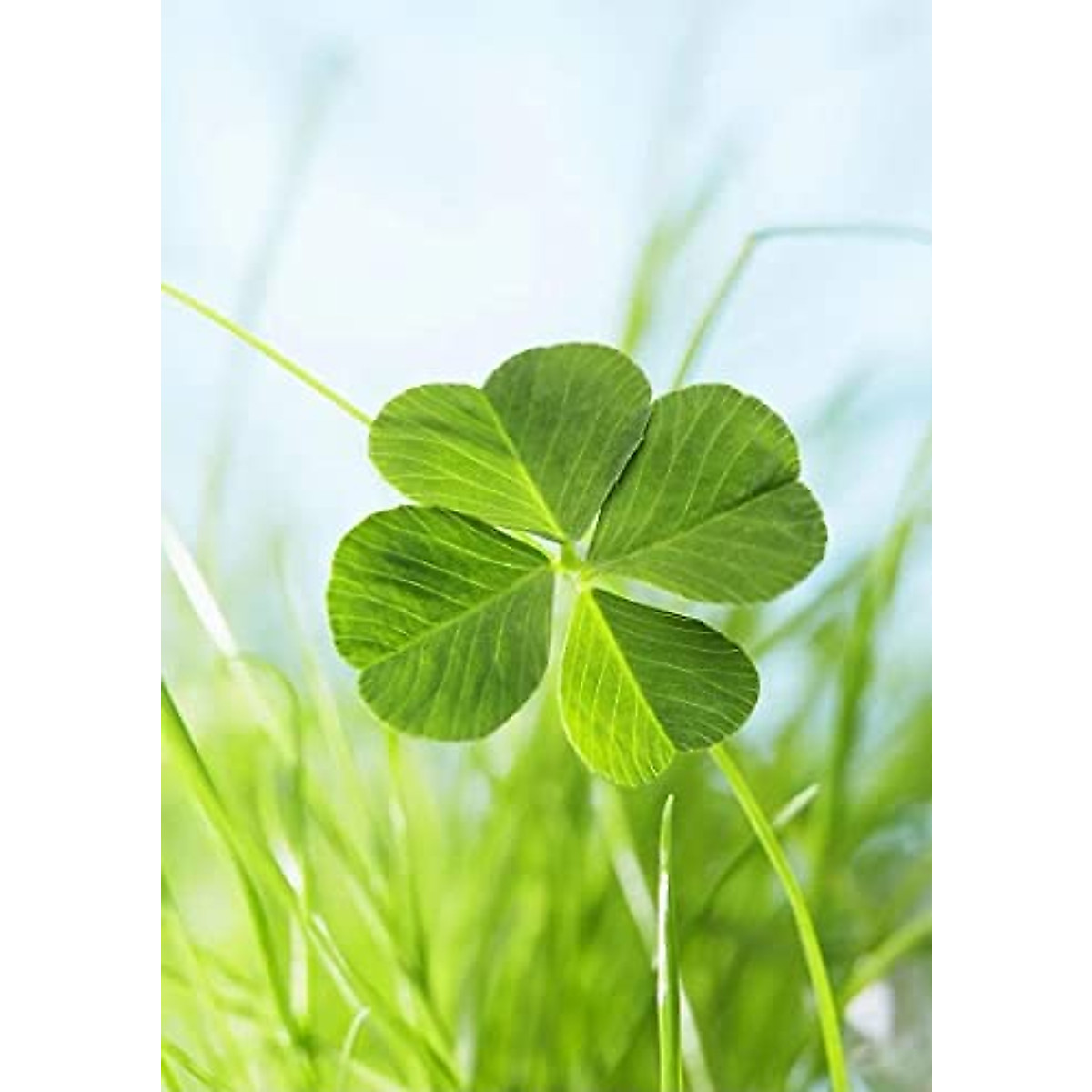 ATVADA Four Leaf Clover Seeds 300 Pcs Ground Dwarf Cover Garden Subterranean Micro Clover Seeds for Lawn