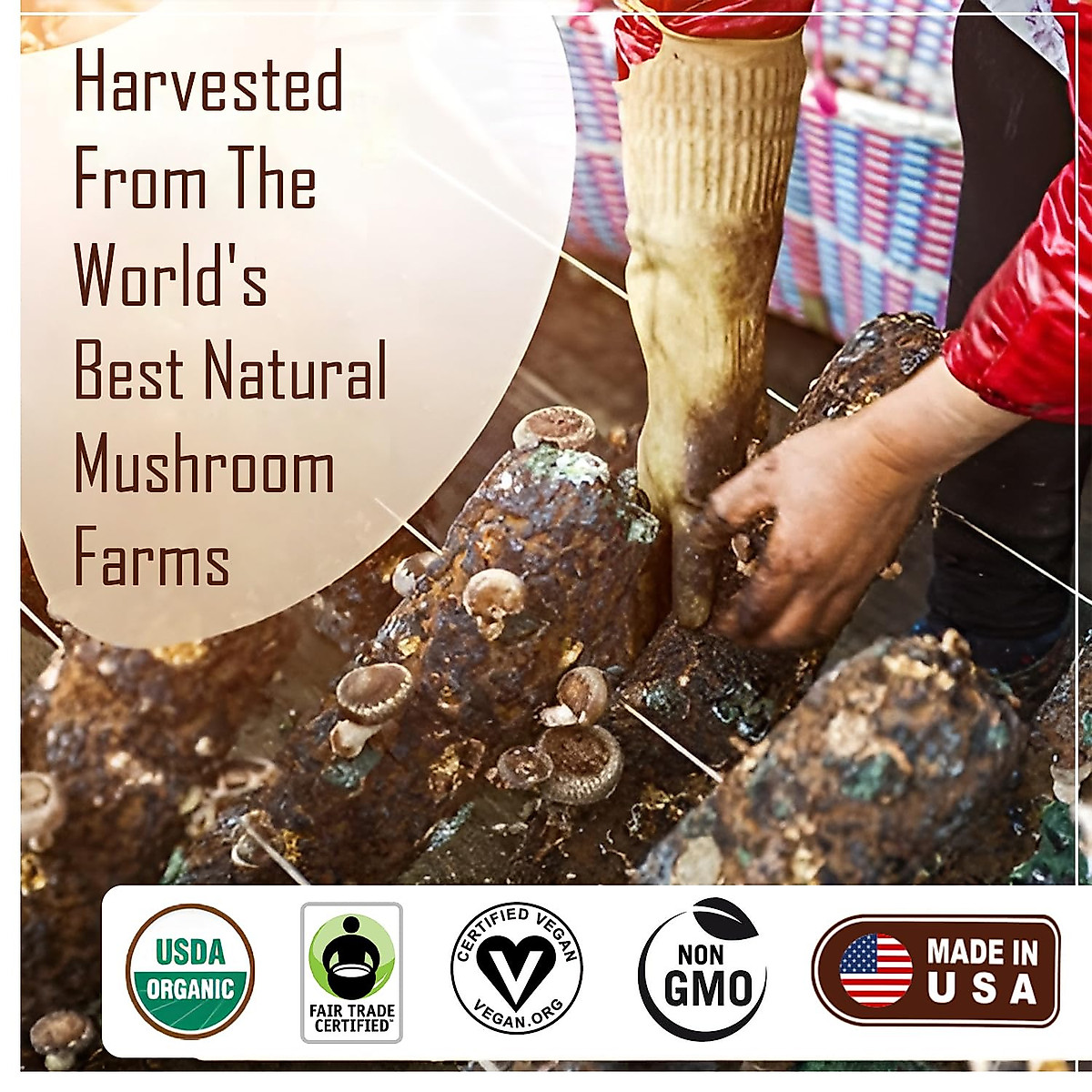 La Republica Organic Mushroom Coffee (30 Servings) with 7 Superfood Mushrooms, Great Tasting Arabica Instant Coffee, Includes Lion's Mane, Reishi, Chaga, Cordyceps, Shiitake, Maitake, and Turkey Tail