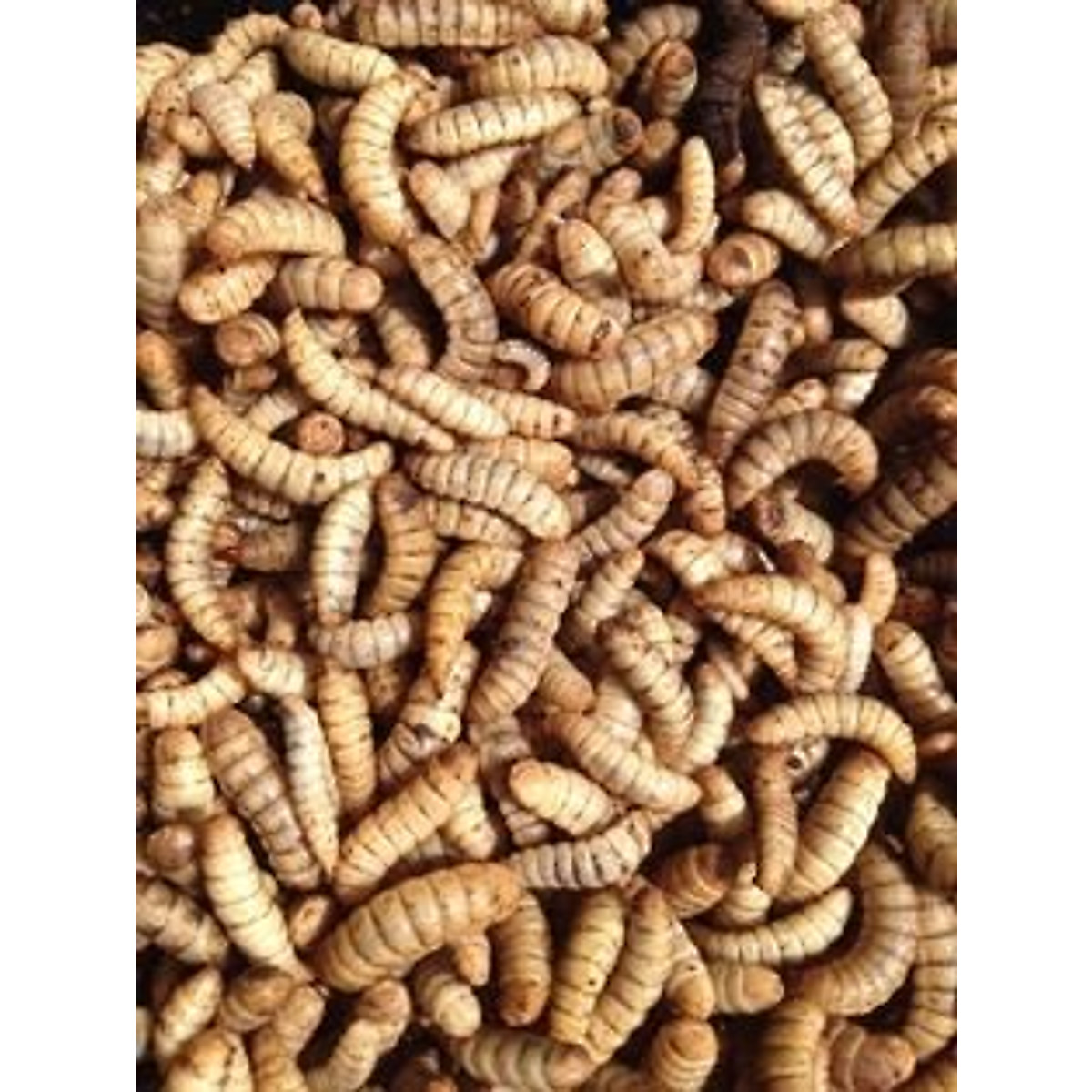 Live Black Soldier Fly Larvae (Same Insect as Phoenix Worms) (Hermetia Illucens) (50)