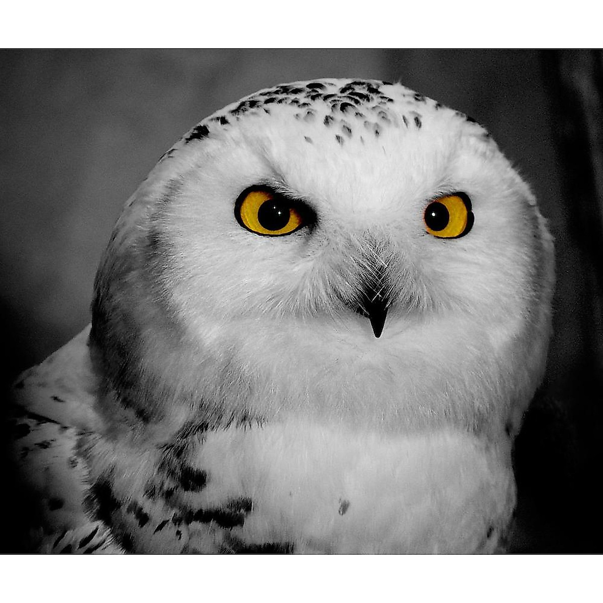 CafePress Snowy Owl Oscar Mugs Ceramic Coffee Mug, Tea Cup 11 oz