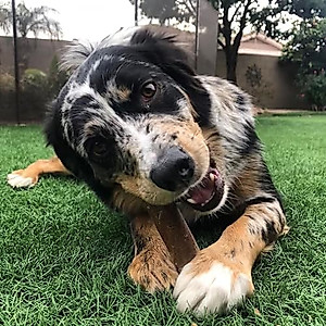 Nylabone Healthy Edibles Natural Dog Chews Long Lasting Bacon Flavor Treats for Dogs, X-Large/Souper (2 Count)