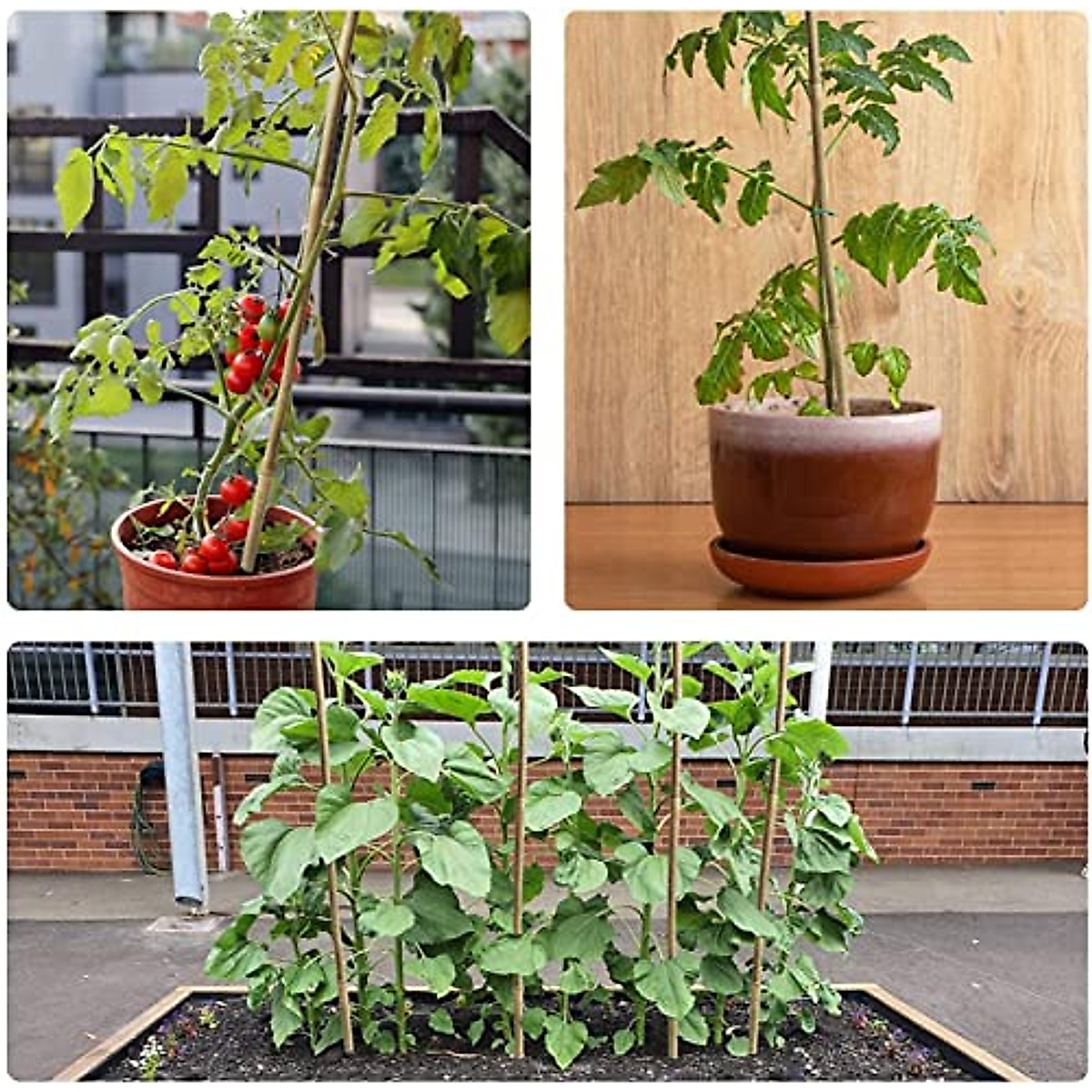 Jollybower 16 in Bamboo Stakes, Plant Stakes, Natural Garden Stakes for Tomato, Bean, Flowers,Trees Potted and Climbing Plant Support-Pack of 30 Bamboo Stick, Diameter of 1/4”