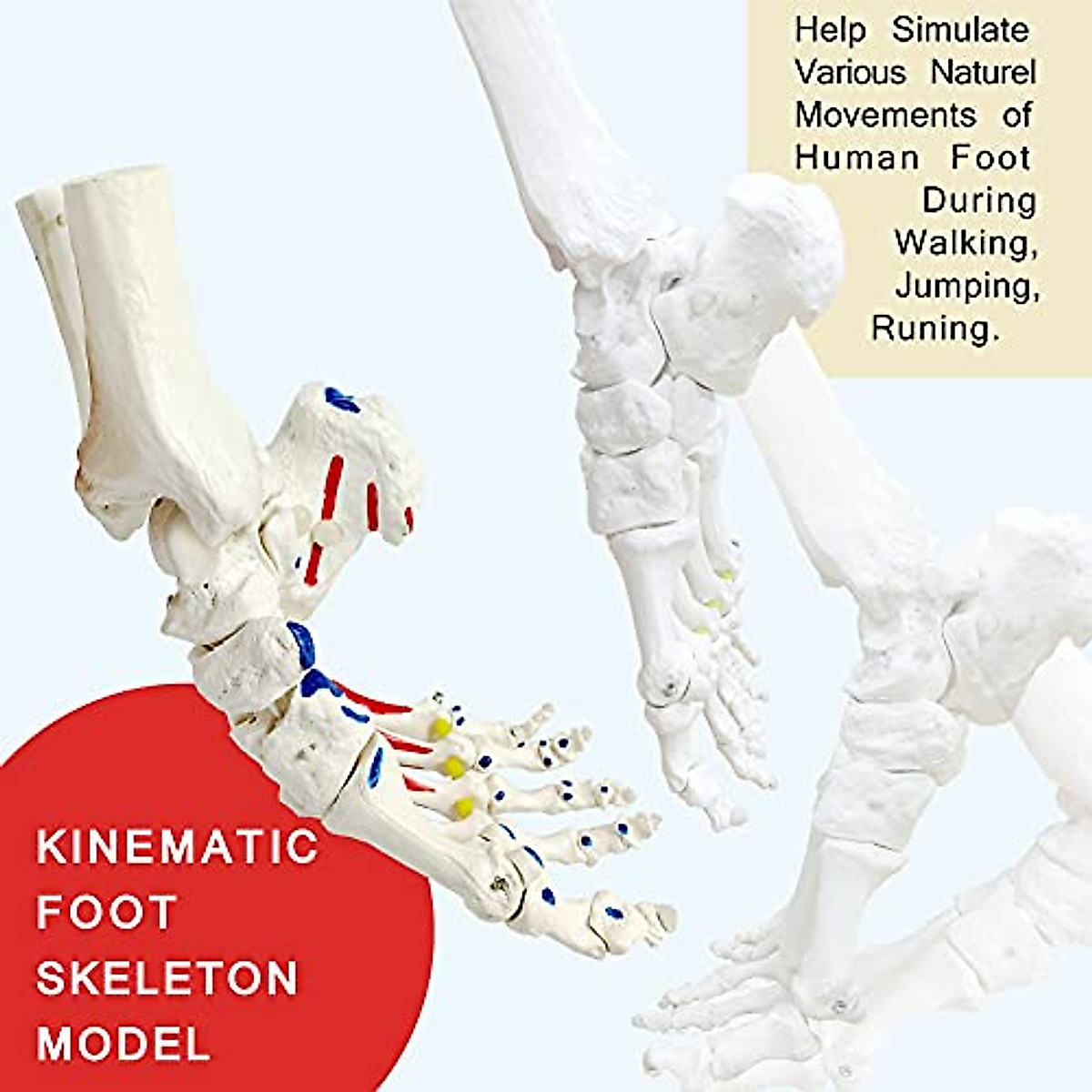 Foot Skeleton Model On Elastic, W/Tibia-Fibula Stump Strung Elastic Bungee Muscle Insertions & Origins, Natural Cast for Accurate Representation Study Kinematics Podiatrist Orthotisit Physiotherapist