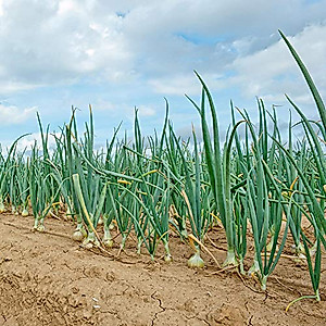 HQOExpress Organic Onion Chopped – Organic Onion Flakes - Dried and Minced – Spicy and Tangy Seasoning Powder for Soups, Stews, Marinades and Broths - Non GMO, Kosher, USDA Certified , 5 lb.