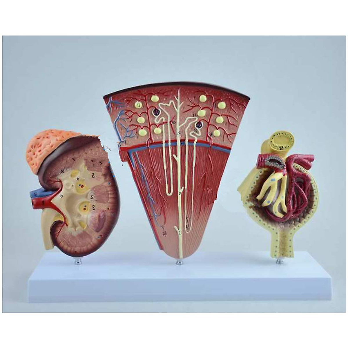 LUCKFY Human Anatomy Kidney Model Nephron Glomerular Urinary System Anatomical Model for School Teaching Display Lab Ornament