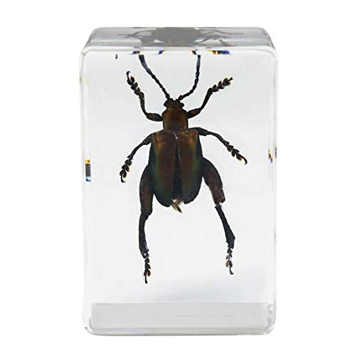 Celestron – Real 3D Bugs in Clear Resin – 4pc Set Includes Wasp, Ant, Chafer, and Beetle Specimens – Perfect for Science Eduction and Classroom – Use with Digital and Stereo Microscopes