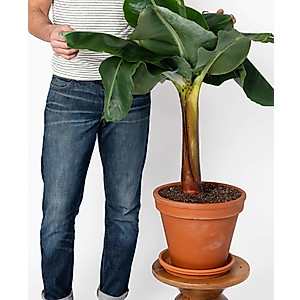 Gardenera Organic Banana Tree Soil Blend - 1 Quart - Nutrient-Dense Mix for Robust Growth and Sweet, Juicy Bananas - Crafted with Care for Exceptional Results