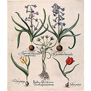 [Yellow Star-of-Bethlehem] Bulbus sylvestris seu Ornithogalum luteum; [Hyacinth] Hyacinthus Orinetalis; [Hyacinth] Hyacinthus Orientalis argeneo colore; [Early Tulip] Tulipa praecox; [Early Tulip]Tulipa praecox.
