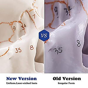 Upgraded Life Size Human Head Skull Anatomical Model with Newest Laser-Etched Fonts Not Hand Write Number, Not Smudged for Medical Student Human Anatomy Study Course