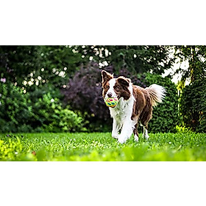 Natural Flea and Tick Collar for Small Dogs - Safe Prevention and Control of Pests on Puppies - Waterproof and Long-Lasting - Includes Free Comb and Tick Tweezer - 2-Pack, 13.8 Inches