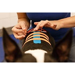 VETKIN VetkinTape® Veterinary Kinesiology Tape Blue | Kinesiology Tape for Horses & Dogs | Equine & Canine Kinesiotape | Latex Free and TÜV Quality Mark Certified Ktape | 4 inch | Pack of 1 Roll