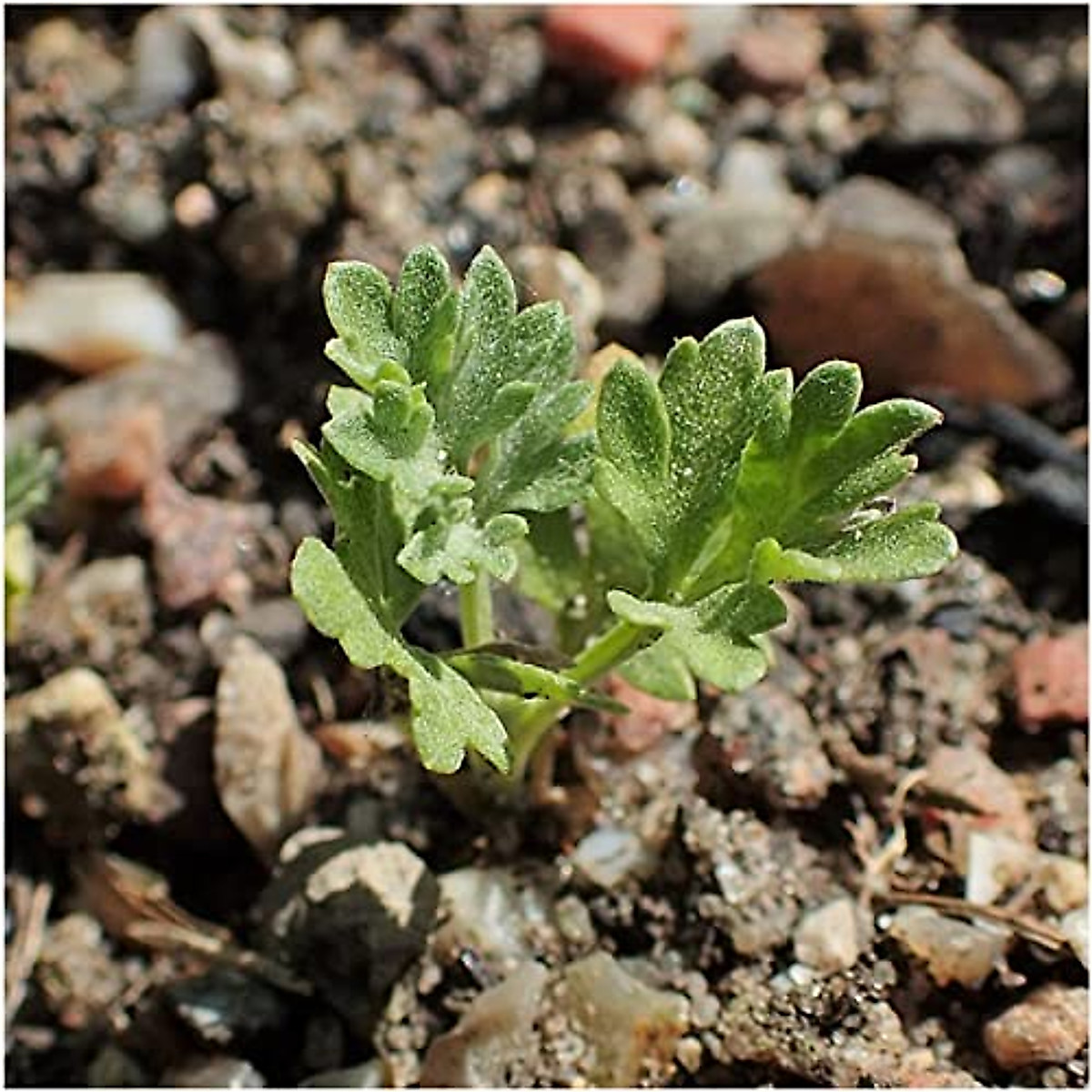 Seed Needs, Wormwood Herb Seeds for Planting (Artemisia Absinthium) Heirloom, Non-GMO & Untreated - Medicinal Herb (2 Packs)