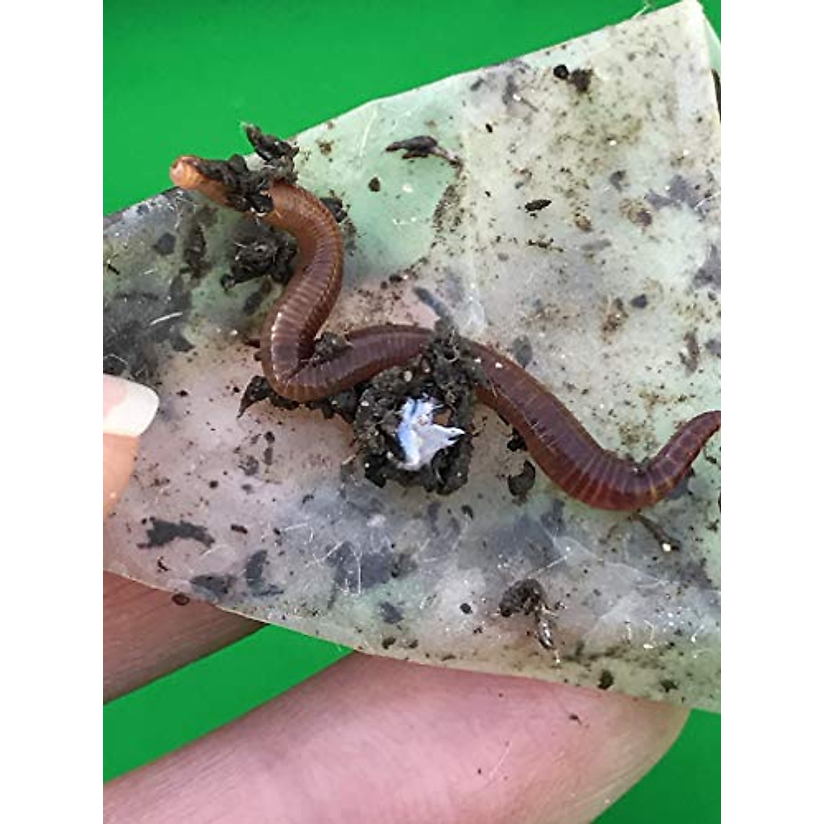 1000 Red Wigglers Composting Worms. Live WWJD worms