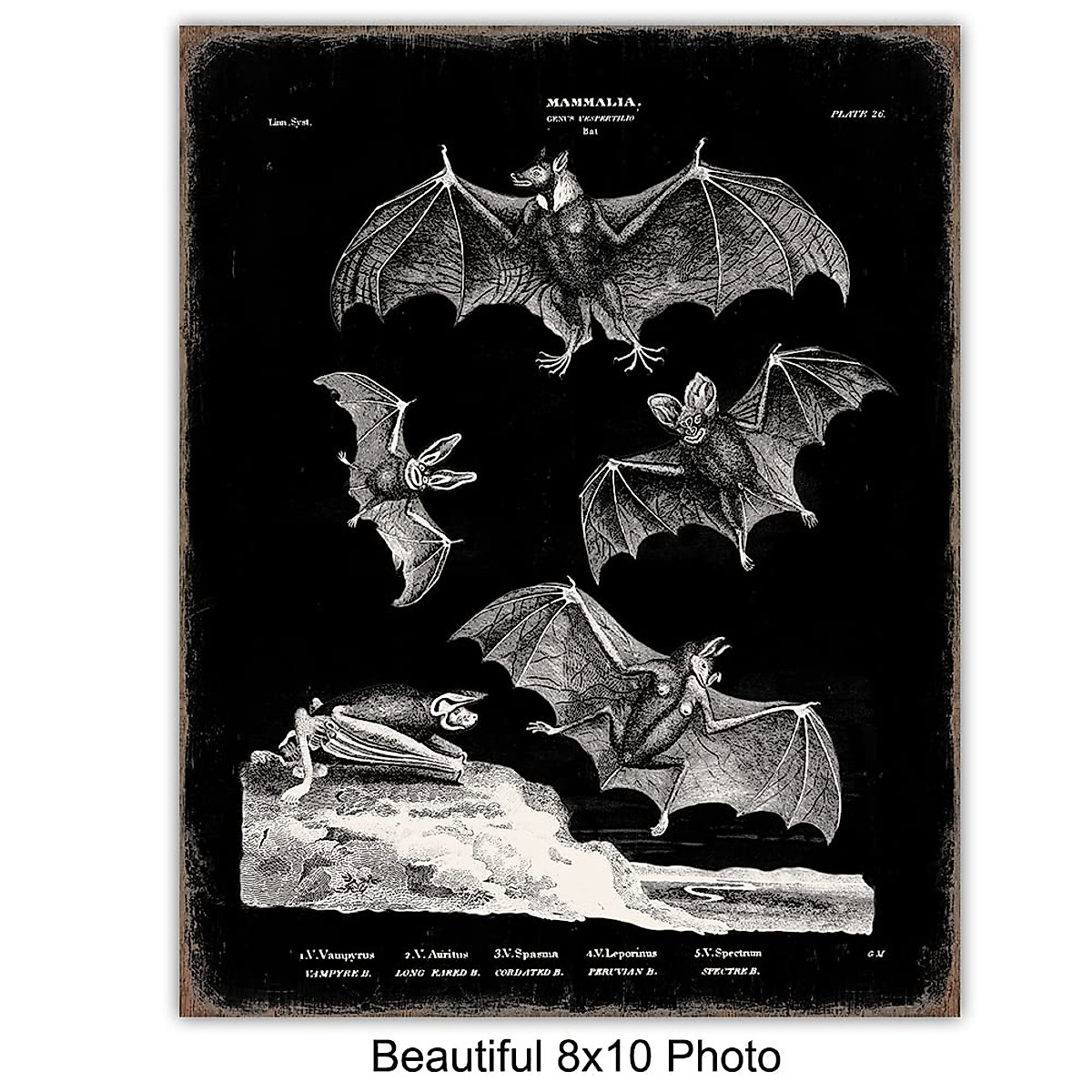 Black Bats Gothic Wall Decor - Vintage Retro Wall Art & Decor - Room or Home Decor - Hipster decoration - Horror Vampire bat Gift - Creepy Scary Anatomical Picture Poster print Set 8x10 UNFRAMED