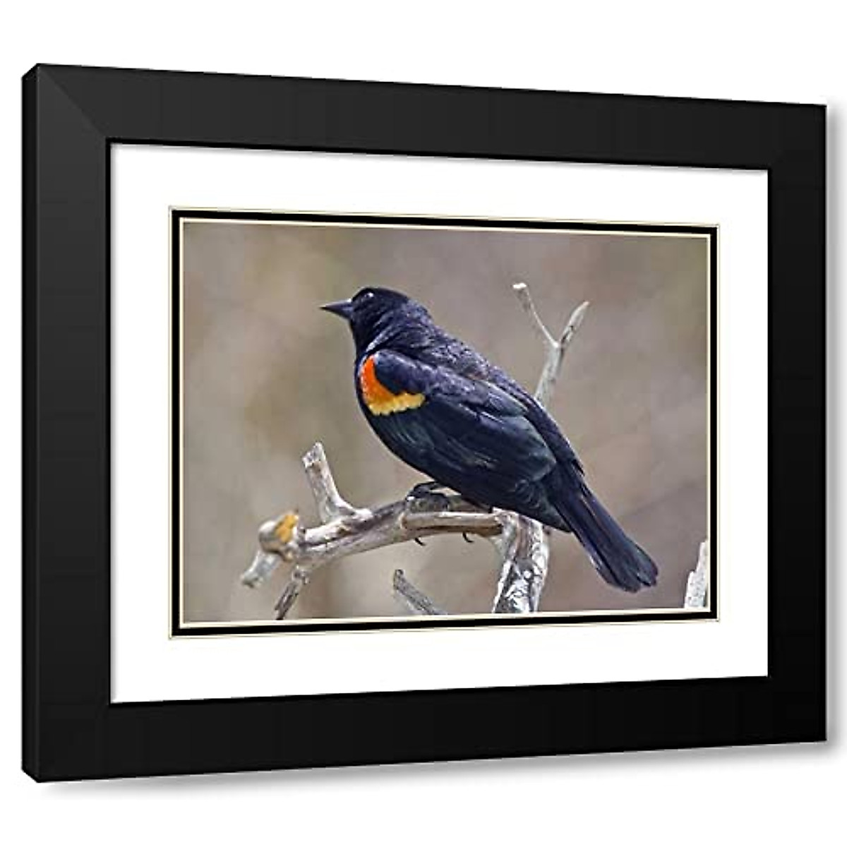ArtDirect CO, Frisco Portrait of Male red-Winged Blackbird 18x13 Black Modern Wood Framed with Double Matting Museum Art Print by Lord, Fred