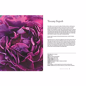 Vintage Roses: Beautiful Varieties for Home and Garden