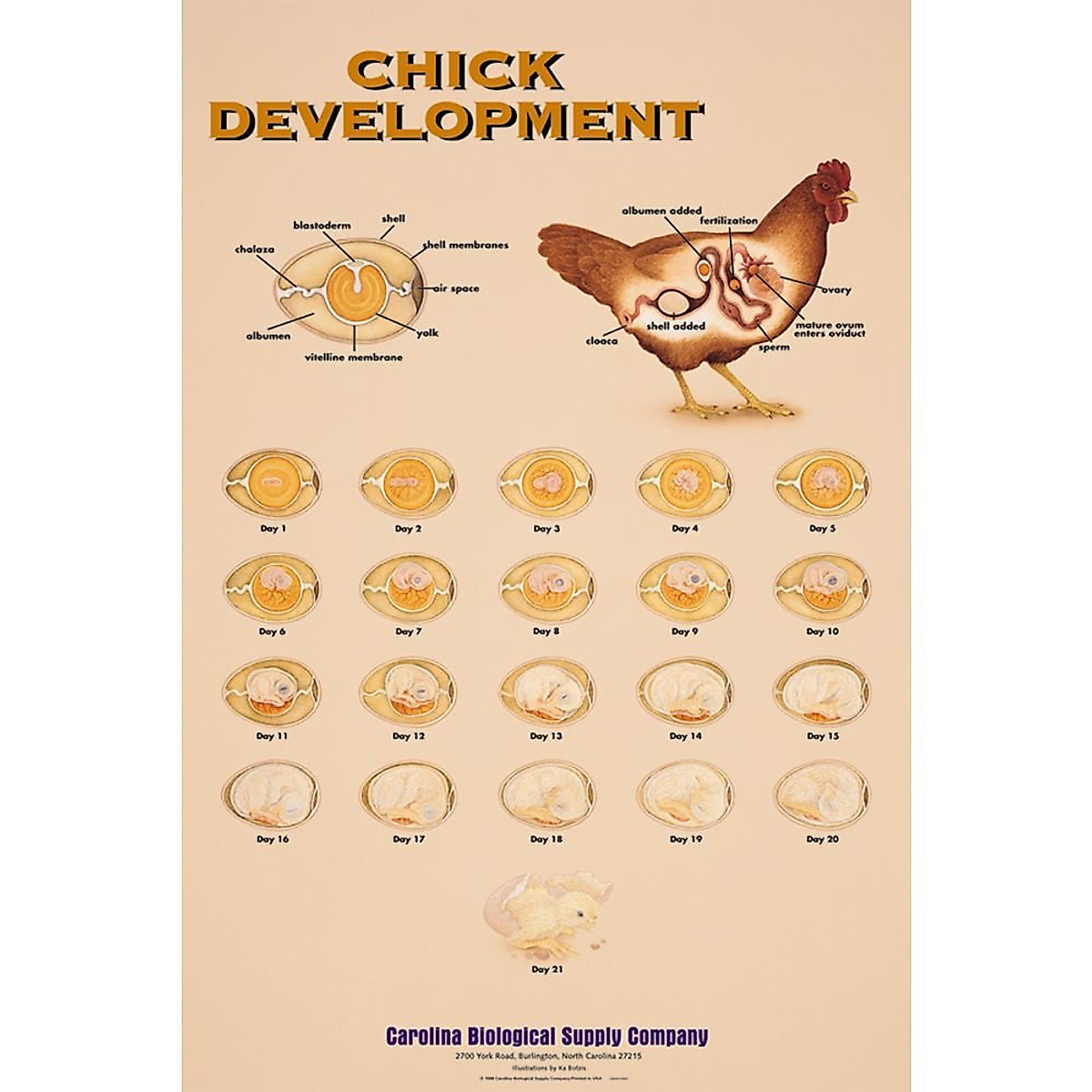 Chick Development Chart - Illustrates Daily Changes In Development Of Chick Embryo