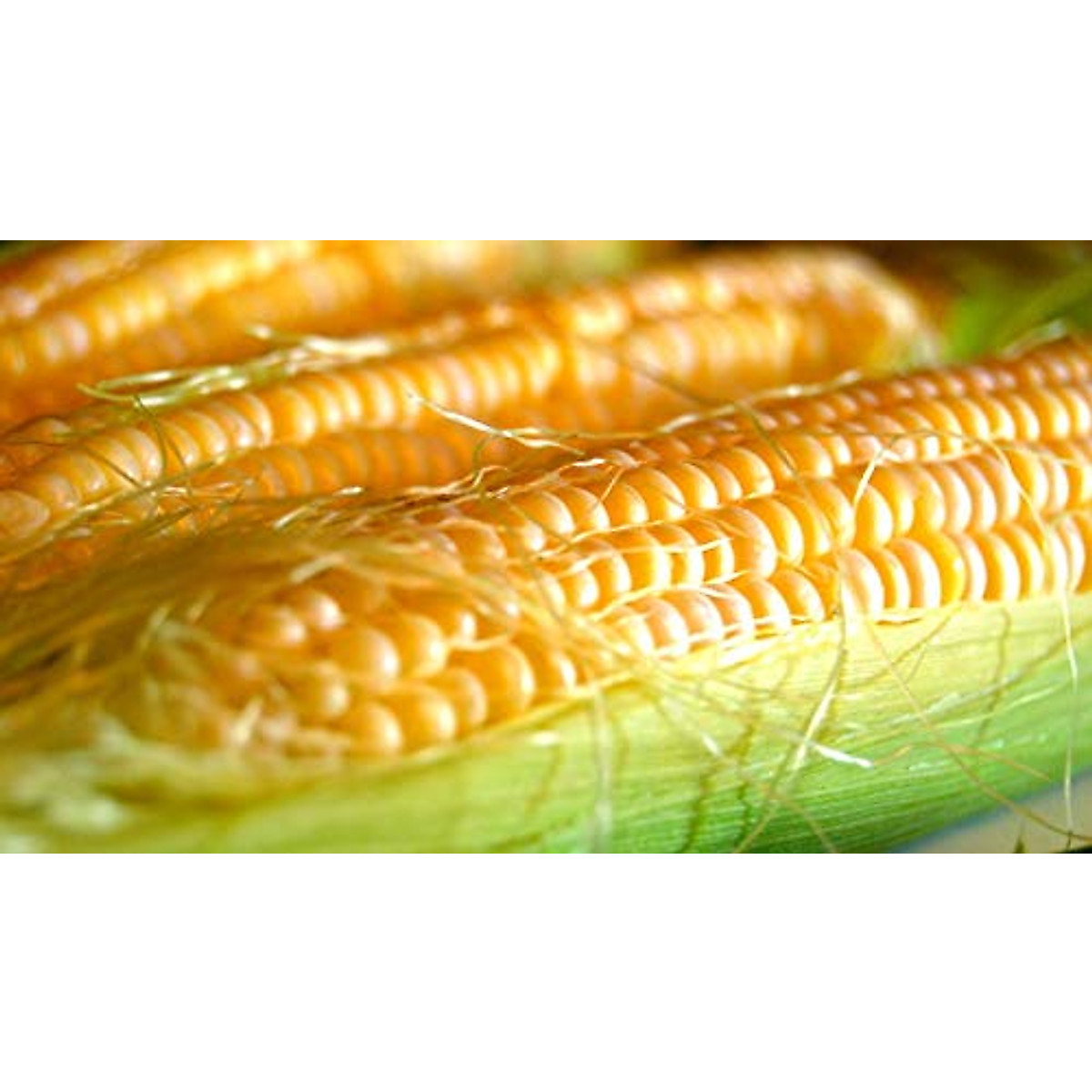 Honey Select Yellow Sweet Corn Seeds for Planting, 50+ Heirloom Seeds Per Packet, (Isla's Garden Seeds), Non GMO Seeds, Botanical Name: Zea Mays, Great Home Garden Gift