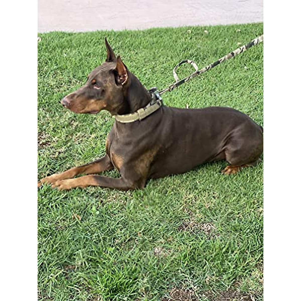 Tactical Dog Military Collar and Leash Set (Medium, Camo Tan)