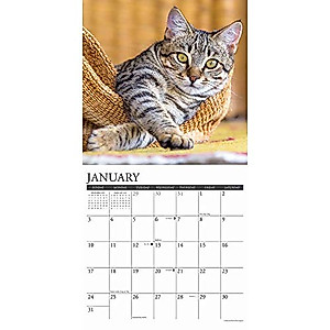 Just Tabby Cats 2021 Wall Calendar