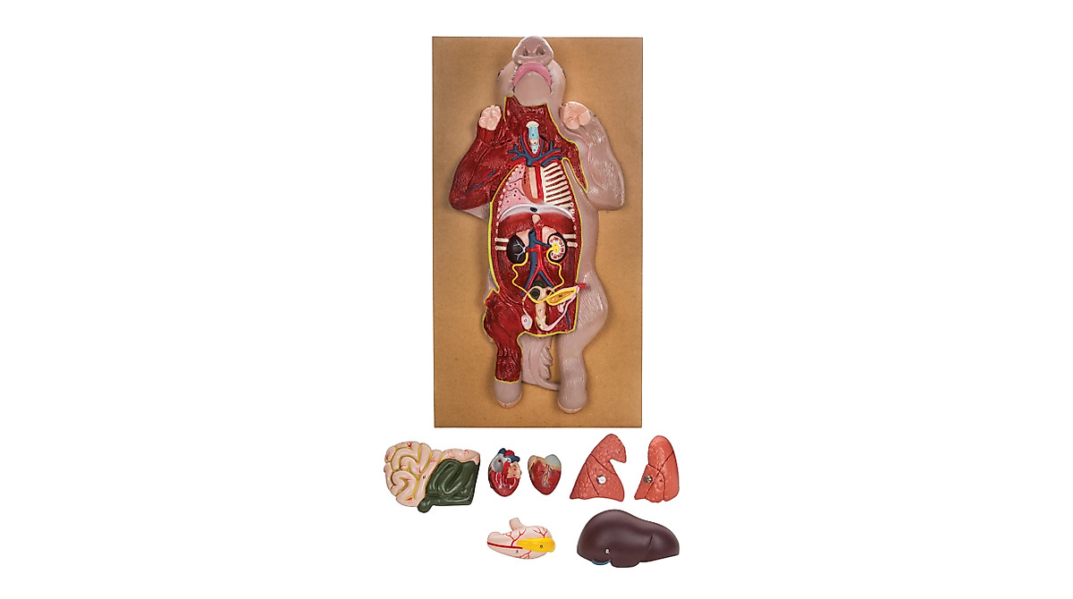Premium Pig Dissection Model - Eisco Labs Educational Tool