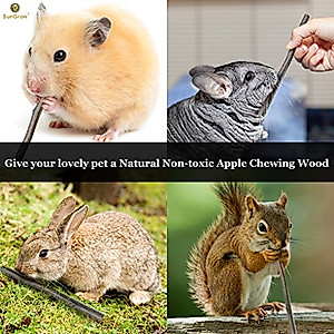 SunGrow Apple Sticks, 200g (7 oz) Wood Chew Sticks for Rabbits, Chinchillas, Bunny, Hamster, Squirrel, Guinea Pigs, 6" Small Animals Molar Pet Chew Toys Treat Sticks for Teeth Grinding, 40 Per Pack