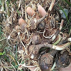 10pcs snowdrops Bulbs for Planting Now Spring Flowering Bulbs Double Single Spring Flowering Bulb Collection Pack Wild Daffodil snowdrops Bulbs in The Green .Diameter: 0.8 in.