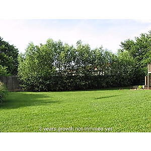 24 Hybrid Willow Trees. Austree Grows 12 Foot 1st Season. Create Instant Privacy Fence Hedge