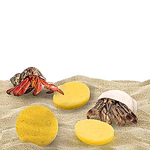 Hermit Crab Sponges for Water, 3 Pack Unbleached Hermit Crab Accessories & Supplies, Pet Crab Sponges Provide Nutrients and Maintain Tank Humidity, Water Dish Yellow Real Sea Sponges, 2" x 1"