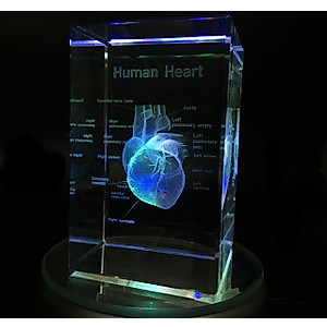 3D Human Heart Anatomical Model Paperweight(Laser Etched) in Crystal Glass Cube Science Gift (No Included LED Base)(3.1x2x2 inch)