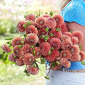 Dahlia Bulbs (Ball) - Cornel Bronze - 8 Bulbs - Orange Flower Bulbs, Tuber Attracts Bees, Attracts Butterflies, Attracts Pollinators, Easy to Grow & Maintain, Fast Growing, Cut Flower Garden
