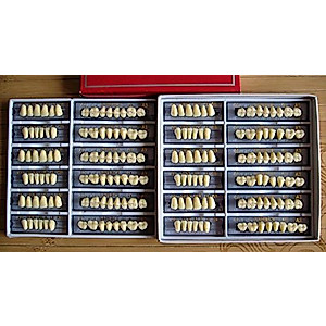 24 Plate 28X1 A1 Denture Shanghai ACRYLIC RESIN Teeth Dental Size 22