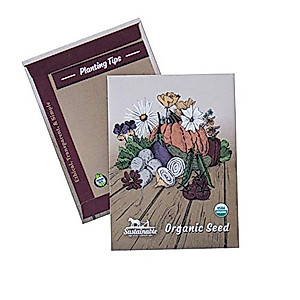 Organic Calypso Cucumber - 1 Gram ~25-35 Seeds - Non-GMO, Organic, Hybrid F1 - Farm & Garden Vegetable Gardening Seeds