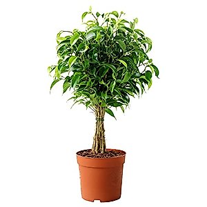 Ficus Benjamina Bonsai Weeping Fig Tree Benjamin Fig Ficus Tree Java Fig Chinese Banyan 20+ Seeds for Planting