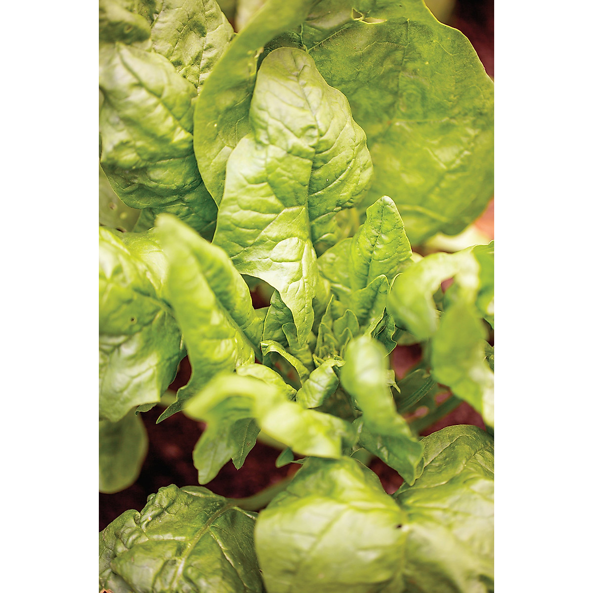 Burpee Double Take Spinach Seeds 200 seeds