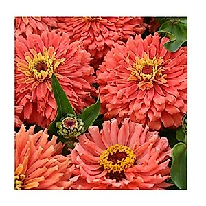 David's Garden Seeds Flower Zinnia Mixed Colors Cactus Senora FBA-7868 (Salmon) 50 Non-GMO, Heirloom Seeds