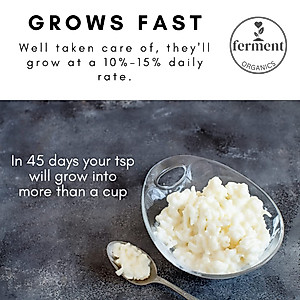 Live Kefir Grains 1 TBSP, Kefir Starter Culture, Rich in Live Active Probiotics, Start your own Kefir Culture at Home, Bulgaros de Leche, Beginners Kit